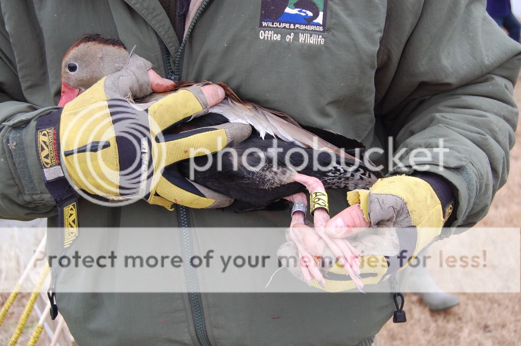 double banded black bellied whistling duck | Duck Hunting Forum