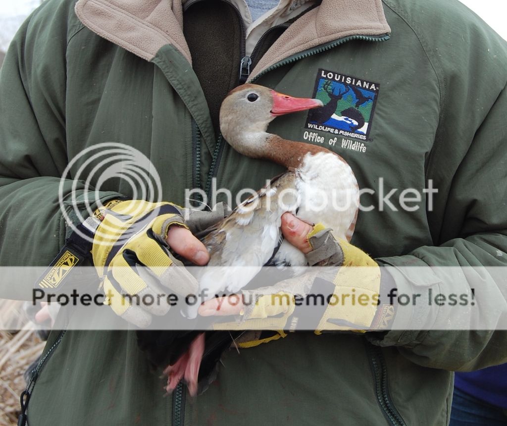 double banded black bellied whistling duck | Duck Hunting Forum